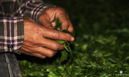 Discover the Golden Brew: Your Complete Guide to Darjeeling Tea