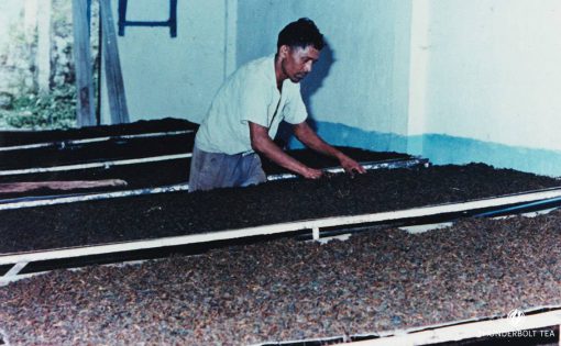 Discover the Golden Brew: Your Complete Guide to Darjeeling Tea