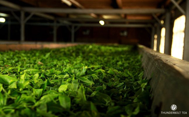 Discover the Golden Brew: Your Complete Guide to Darjeeling Tea