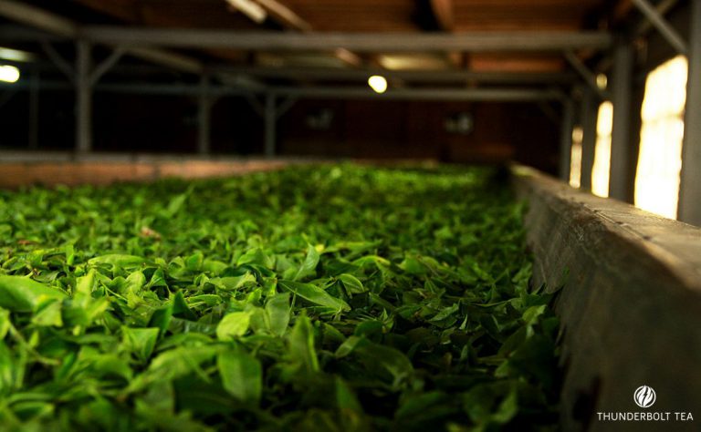 Discover the Golden Brew: Your Complete Guide to Darjeeling Tea