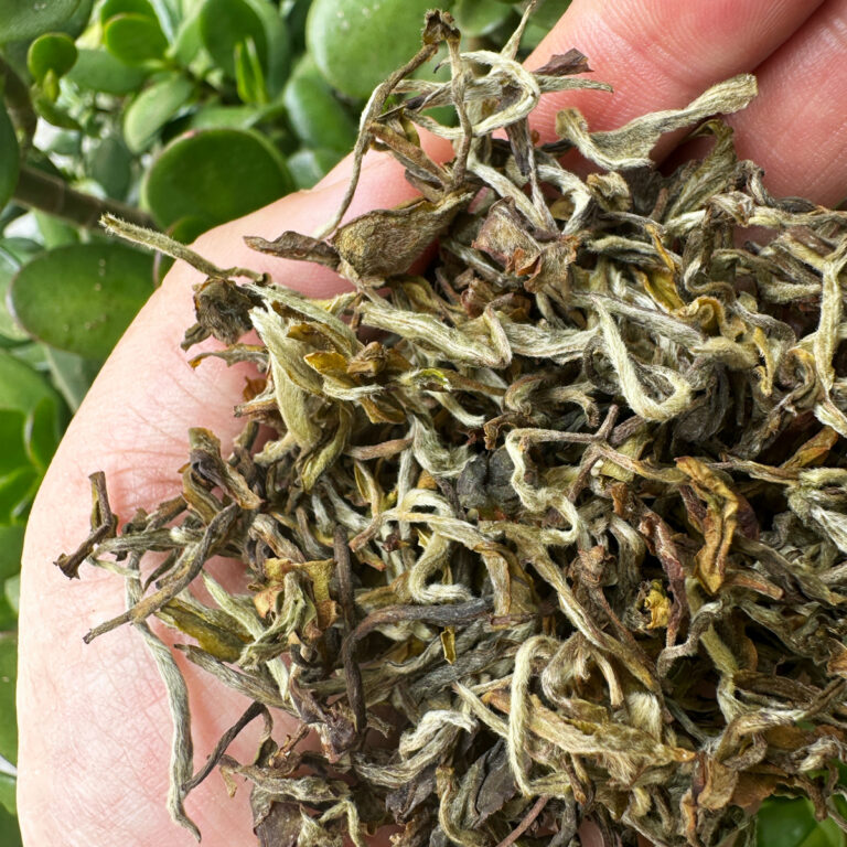 Castleton Moonlight Tea 2025 First Flush | Limited Release Special