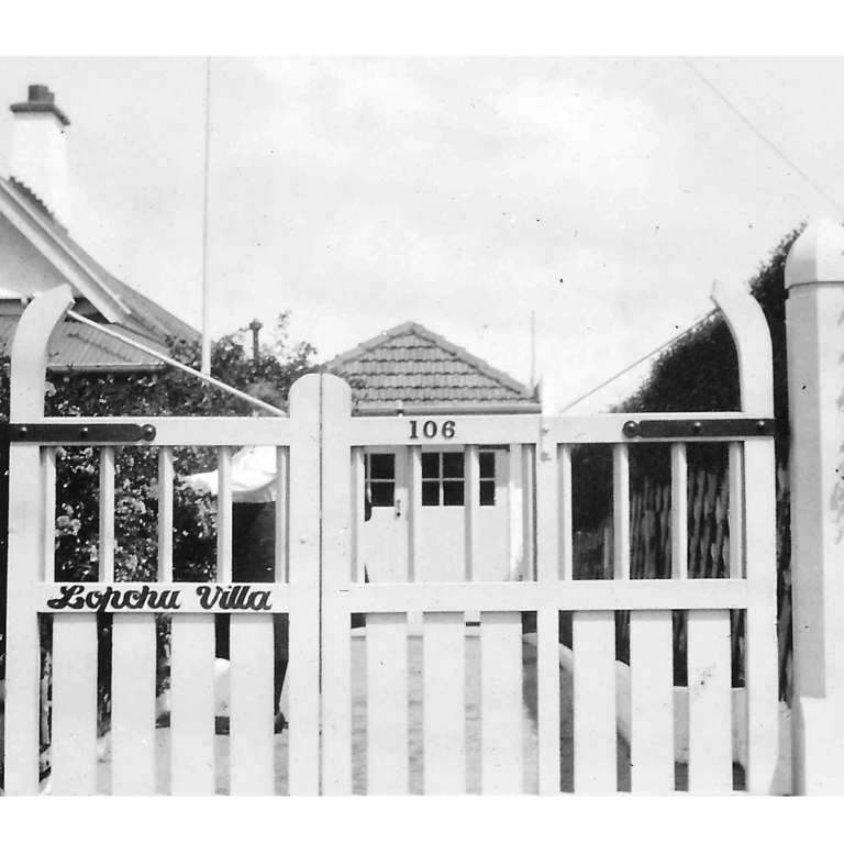 Lopchu Tea Estate Darjeeling, Golden Flowery Orange Pekoe Tea Online