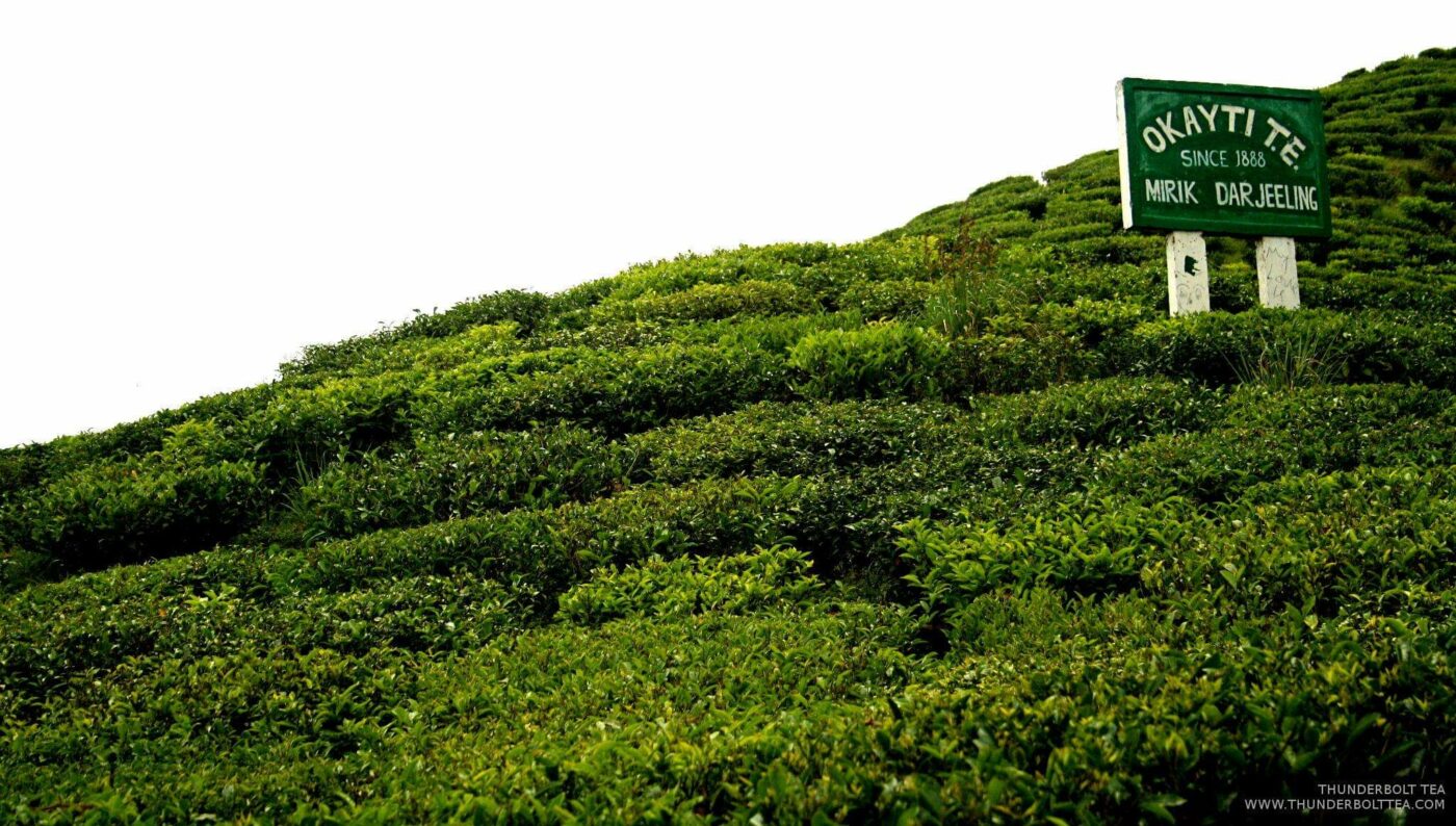 Okayti Darjeeling Tea 2022 Fruity FTGFOP1 Muscatel Second Flush