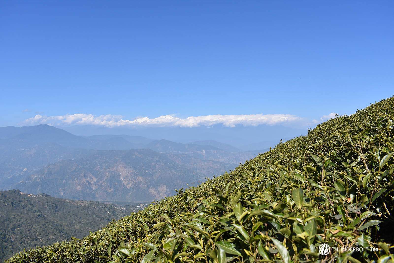 Tea Terroir Secret behind Darjeeling Tea's Unique Flavor Profile